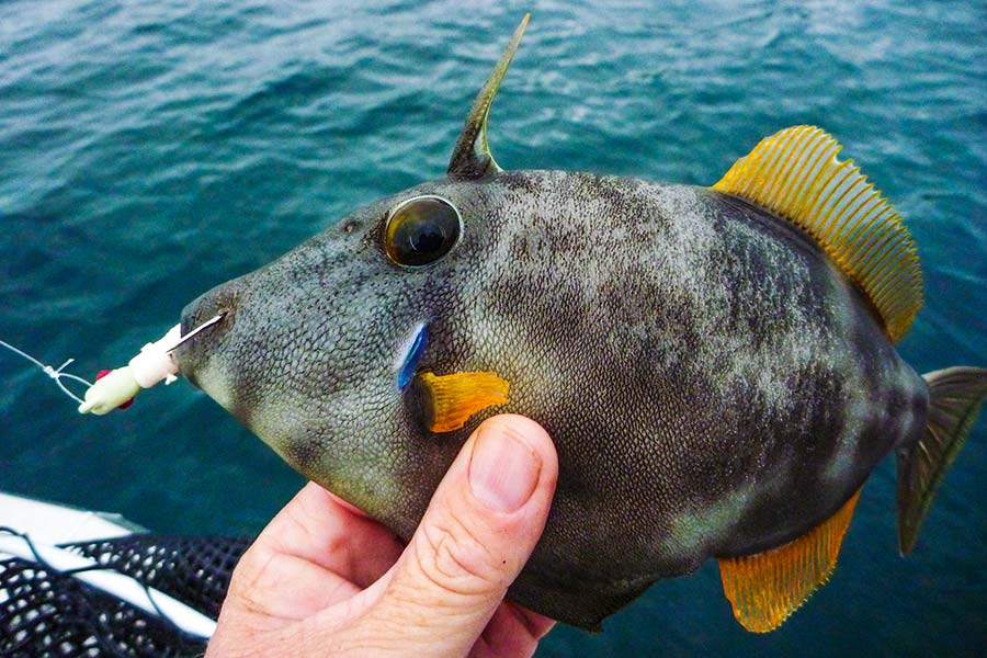 Handling Hazardous Fish - The Fishing Website