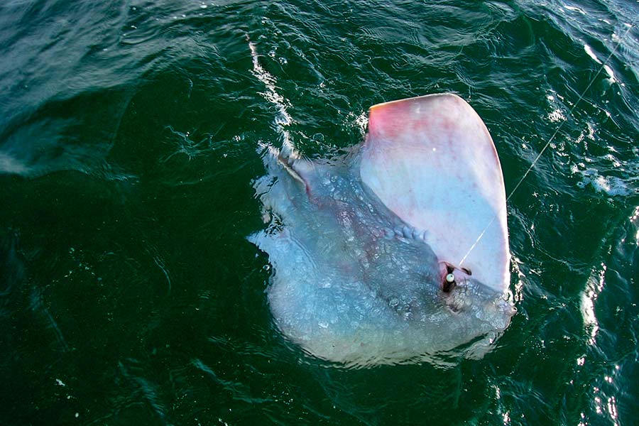 Handling Hazardous Fish - The Fishing Website