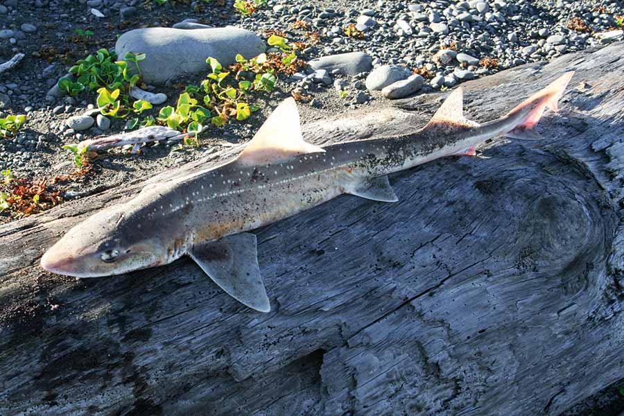 Targeting Lemonfish - The Fishing Website