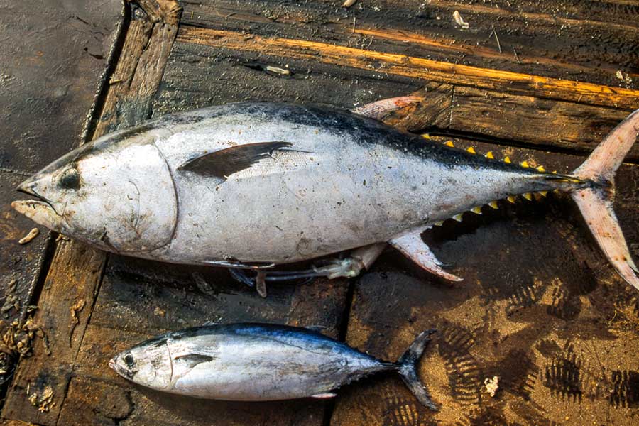 Mainland Autumn Fishing Options - The Fishing Website