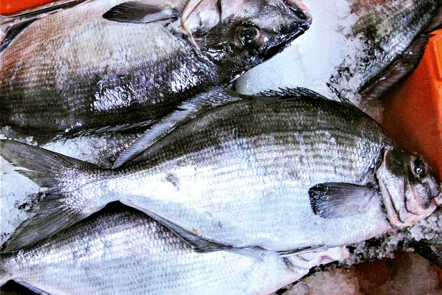 Mainland Autumn Fishing Options - The Fishing Website