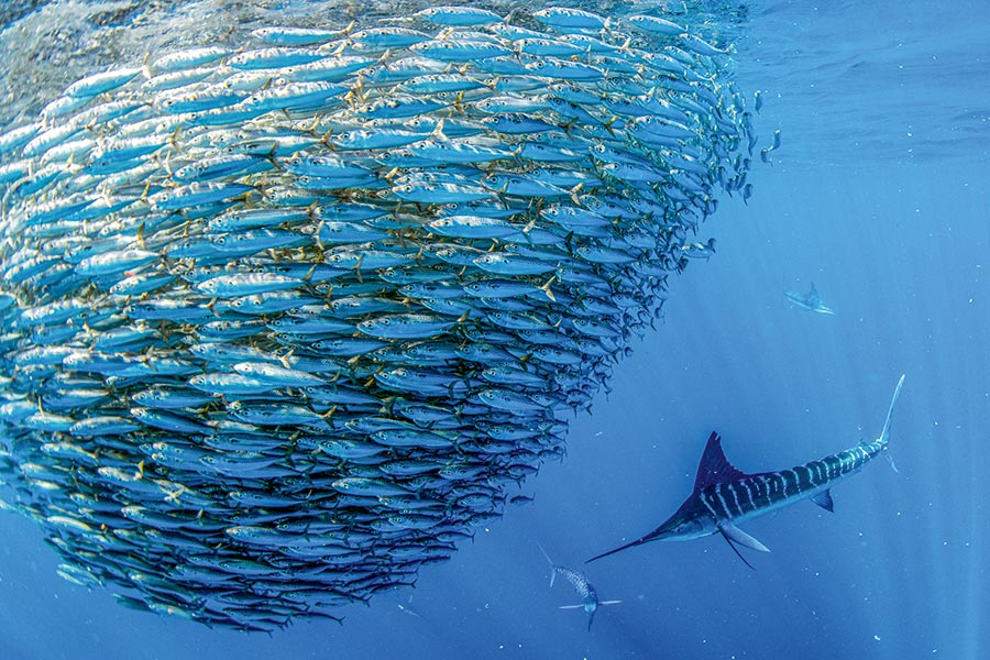 Marlin Indicators - The Fishing Website