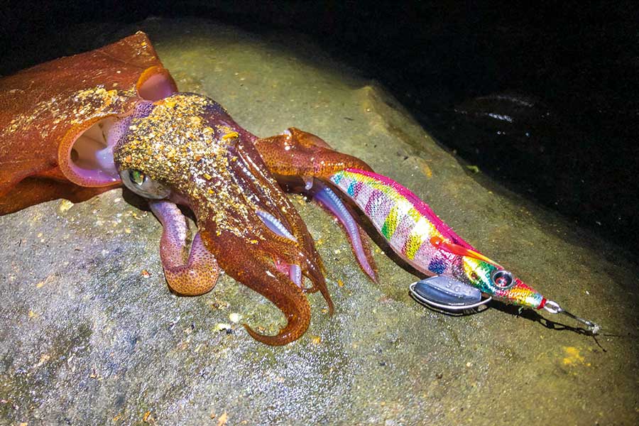 Prospecting for Squid - The Fishing Website