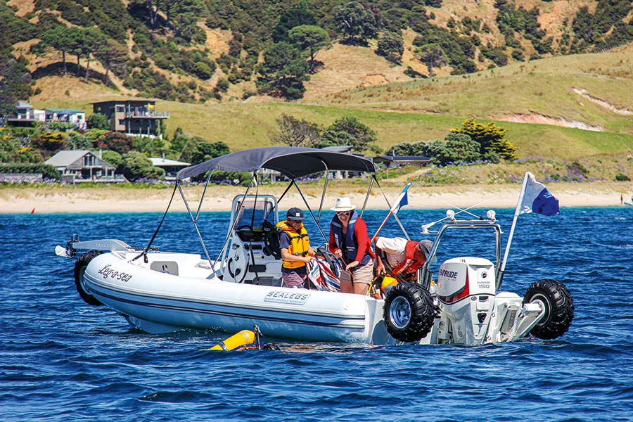 NZ Scallops Part 3: Lifecycle - The Fishing Website