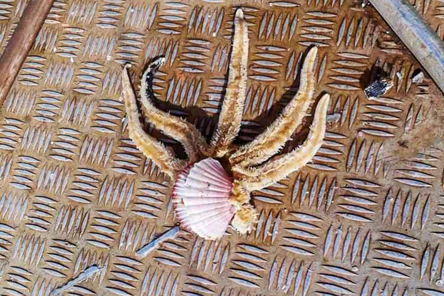 NZ Scallops Part 3: Lifecycle - The Fishing Website