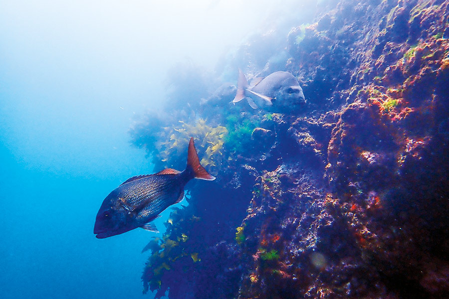 Snapper Hunter - The Fishing Website