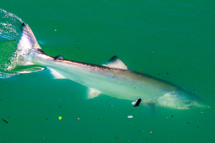 Chasing Summer Salmon - The Fishing Website