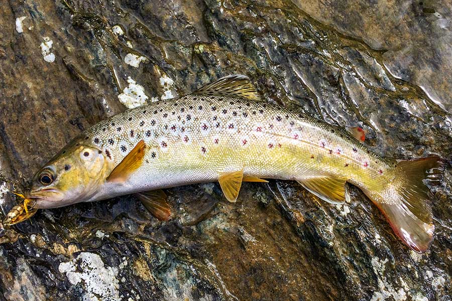 Fishing the Teviot River - The Fishing Website