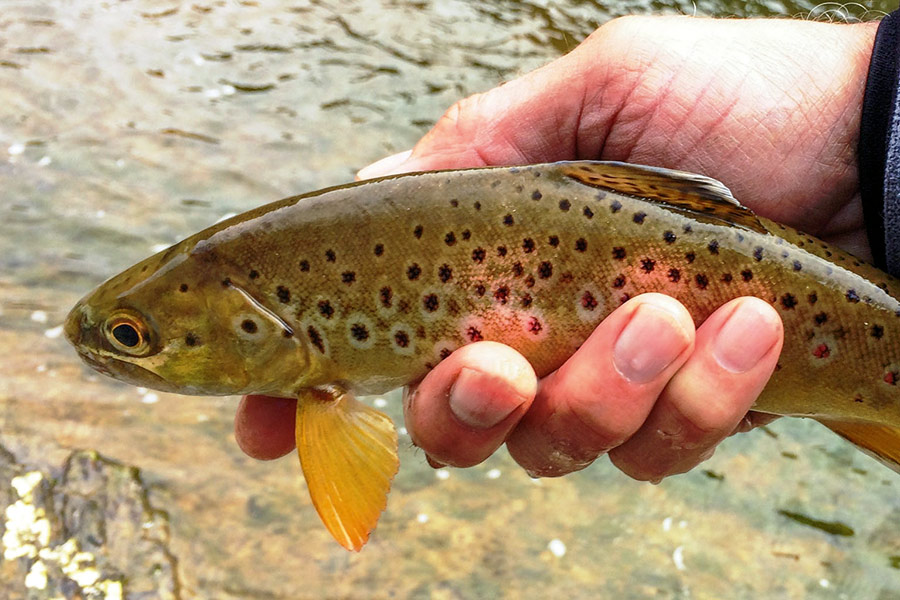 Fishing the Teviot River - The Fishing Website