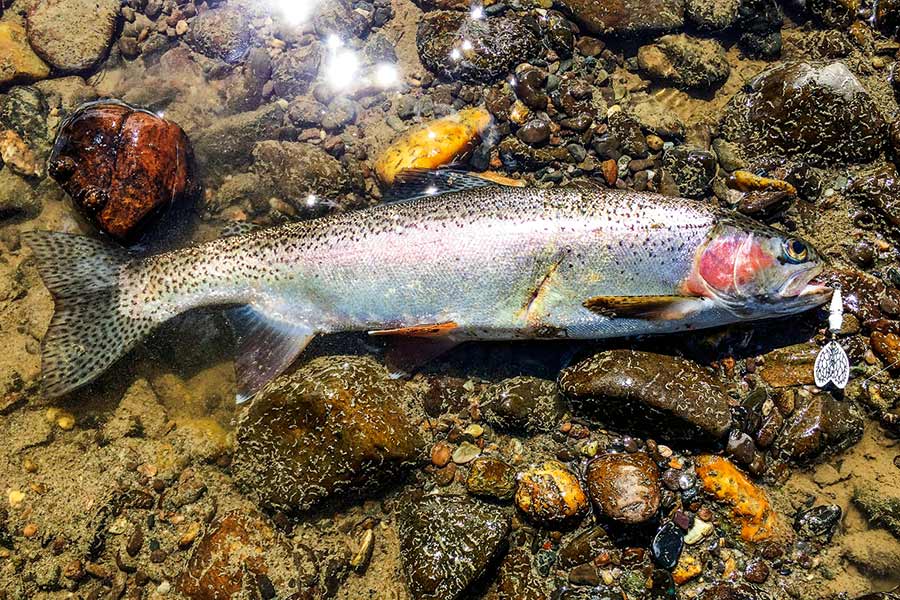 Exploring Tuapeka West - The Fishing Website