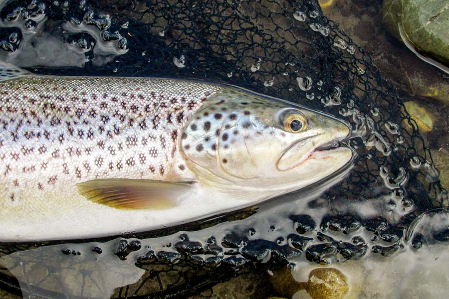 Chasing Wild Game in the Willows - The Fishing Website