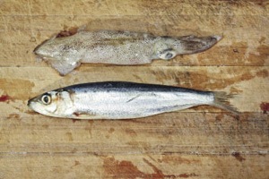 Bait fishing - rigging and stray-lining tips for pilchards - The ...