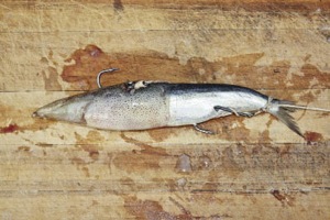 Bait fishing - rigging and stray-lining tips for pilchards - The ...