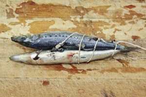 Bait fishing - rigging and stray-lining tips for pilchards - The ...