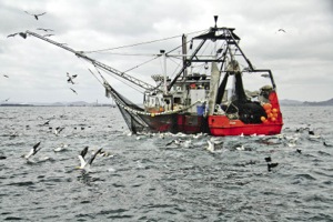 Bait fishing - rigging and stray-lining tips for pilchards - The ...