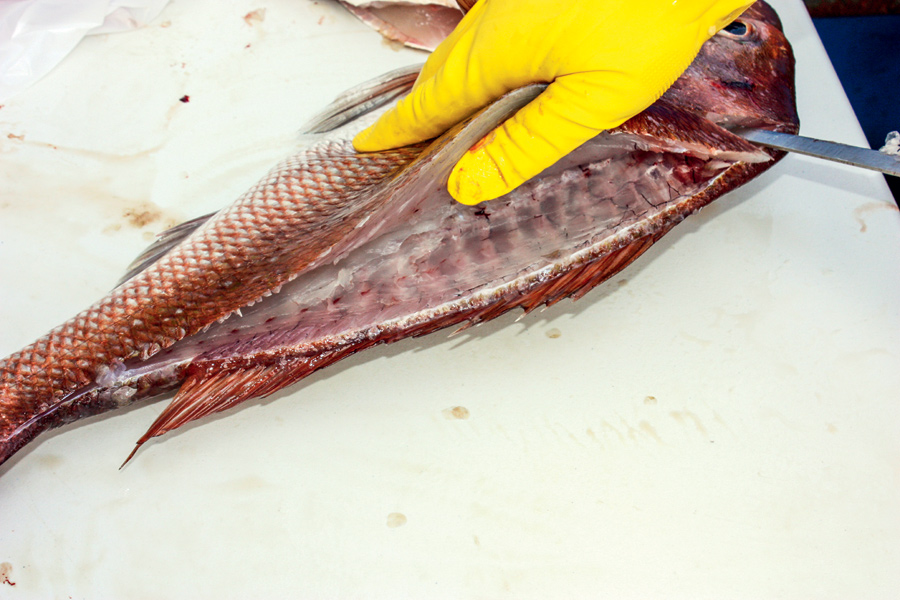 Caring for your Catch and Filleting Snapper - The Fishing Website