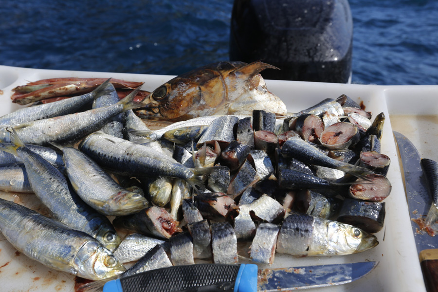 Catching big snapper - top tips with bait and berley - The Fishing Website