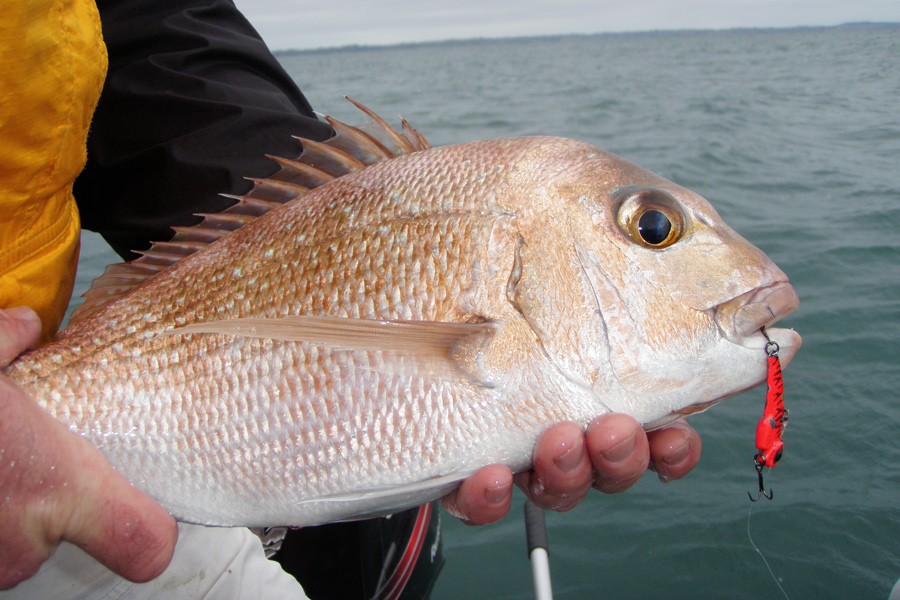 Catching Snapper on lures - The Fishing Website