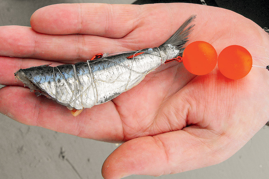 Choosing the Right Bait for Surfcasting - The Fishing Website