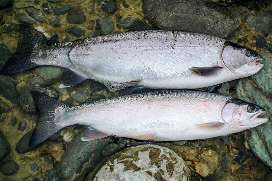 Drift fishing for trout - The Fishing Website