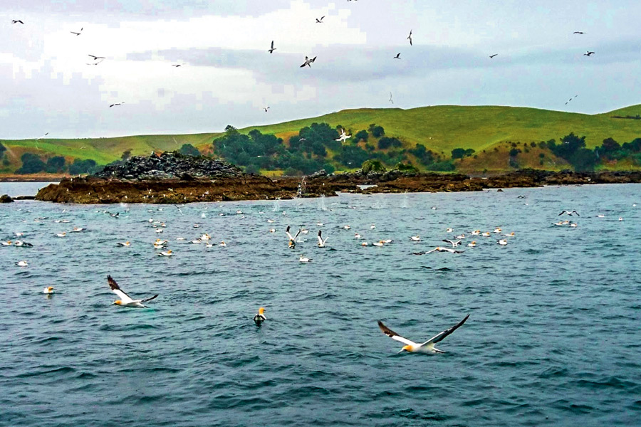 Fishing in Auckland Harbour - The Fishing Website