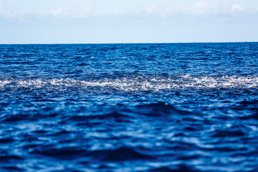 Fishing the Hauraki Gulf in Late Summer and March - The Fishing Website