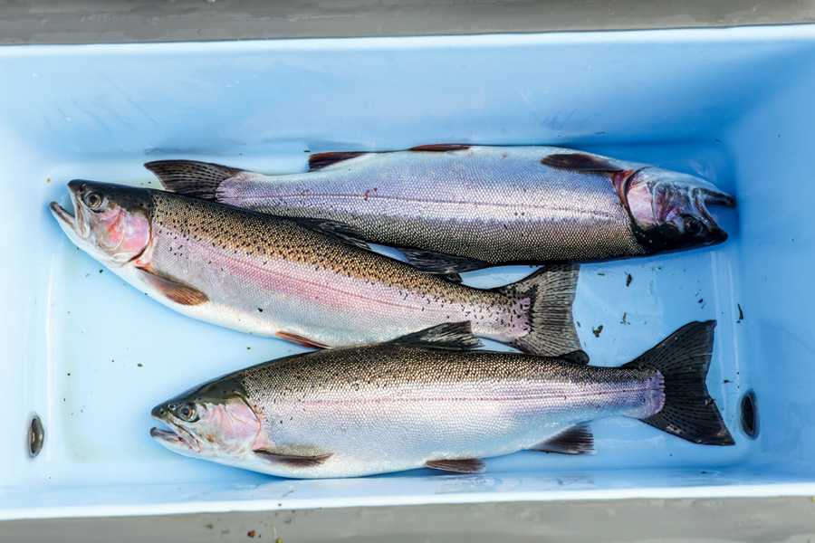 Harling for Trout - The Fishing Website
