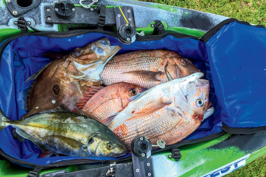 How to avoid sharks when kayak fishing - The Fishing Website