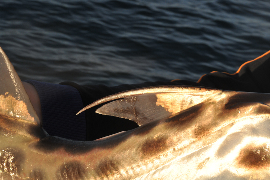 How to catch elephant fish - The Fishing Website