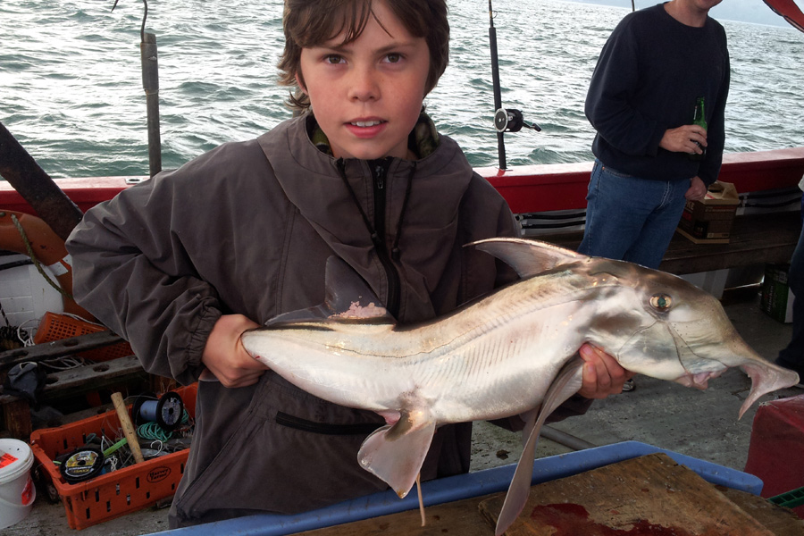 How to catch elephant fish - The Fishing Website