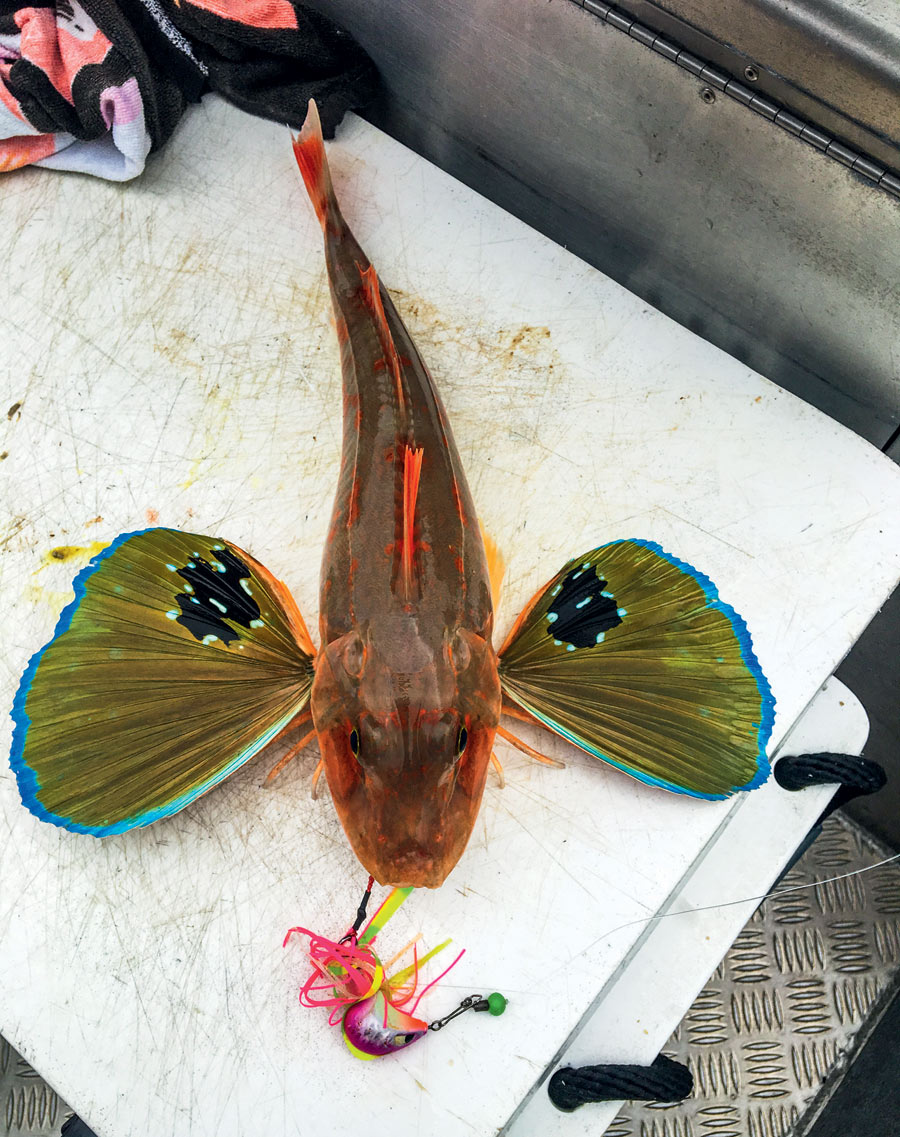 How to Catch Gurnard - The Fishing Website