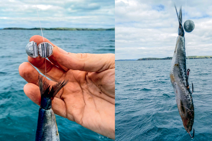 How to catch snapper using pilchards and squid - The Fishing Website