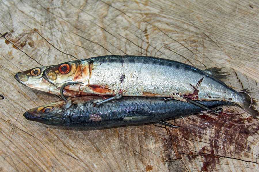 How to catch snapper using pilchards and squid - The Fishing Website