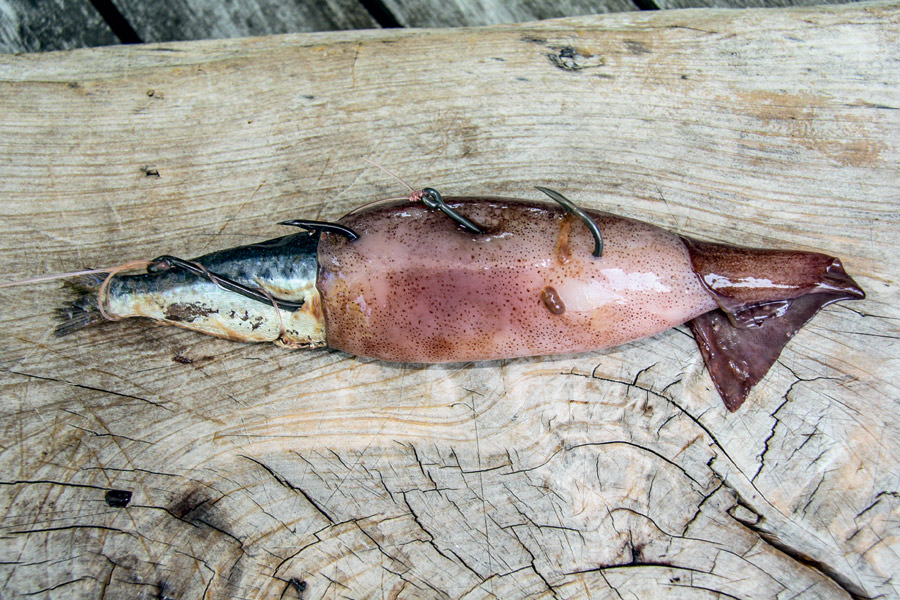 How to catch snapper using pilchards and squid - The Fishing Website