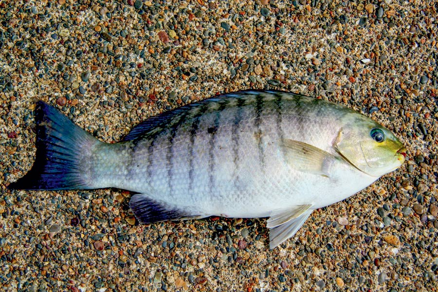 How to Fish Estuaries - The Fishing Website