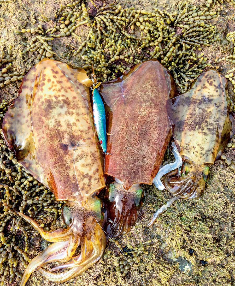 How to select squid jigs - The Fishing Website