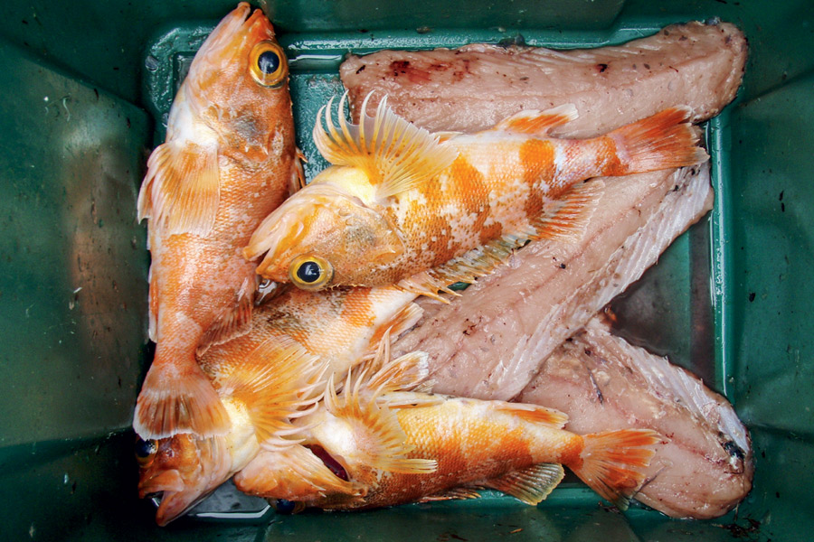 How to Target the Lesser-Known NZ Fish - The Fishing Website