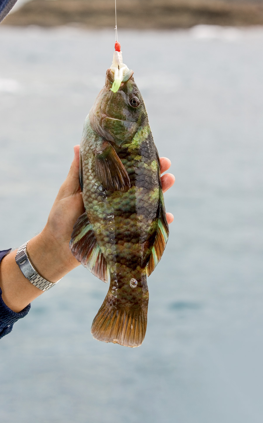 How to Target the Lesser-Known NZ Fish - The Fishing Website