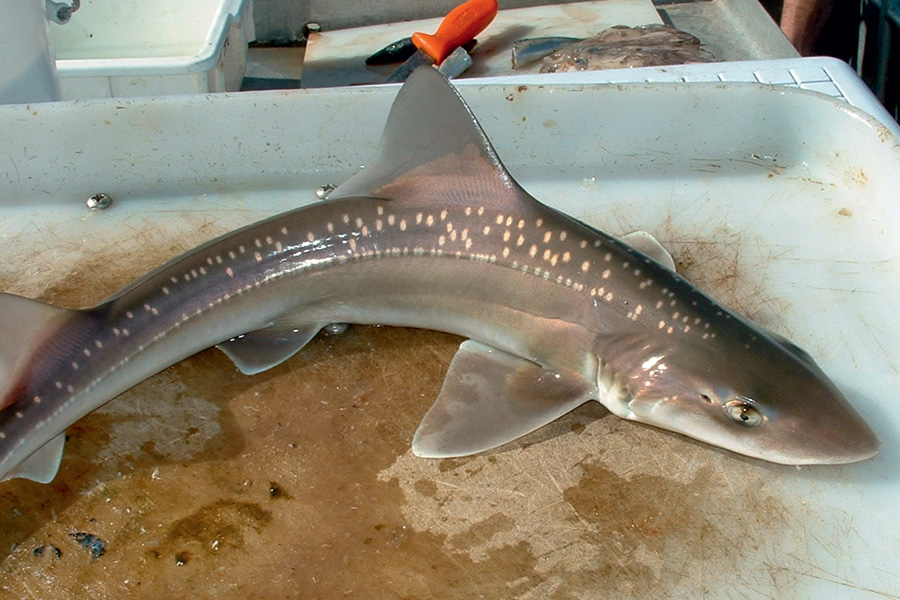 How to Target the Lesser-Known NZ Fish - The Fishing Website