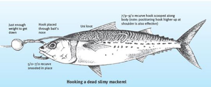 How to use slimy mackerel - The Fishing Website