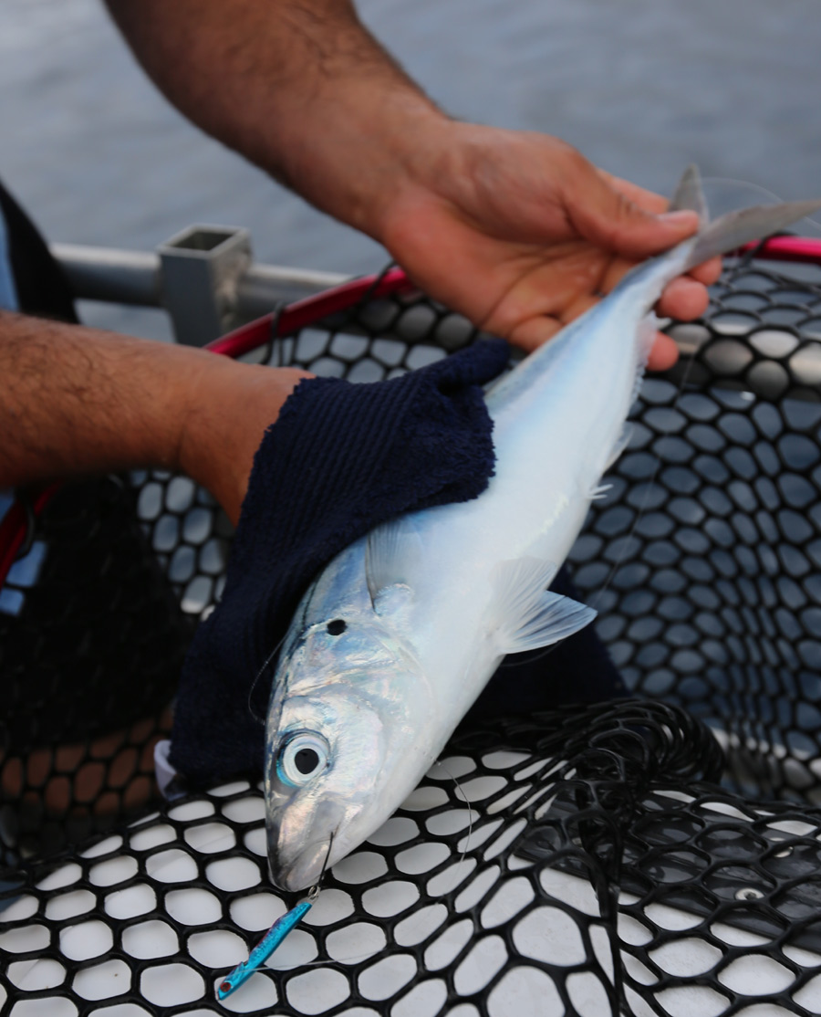 Koheru - The Ultimate Baitfish - The Fishing Website