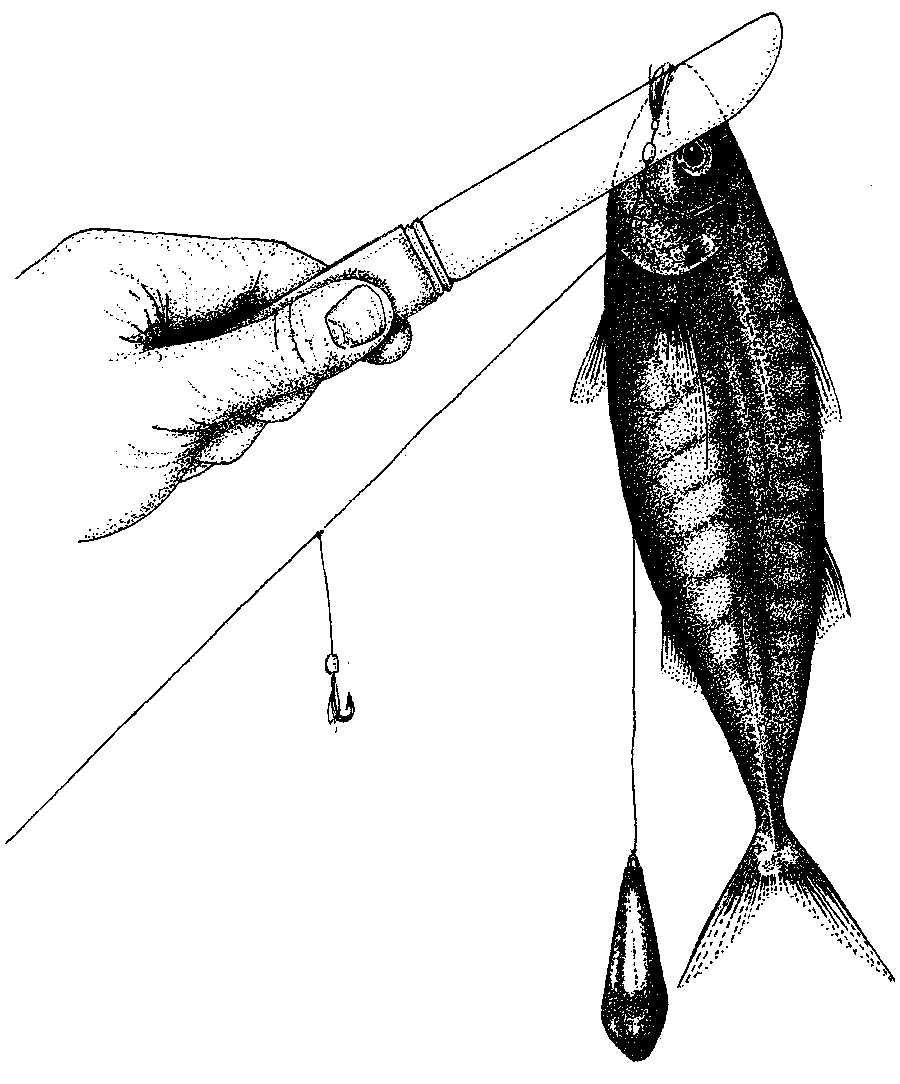 Koheru - catching and using it for bait! - The Fishing Website