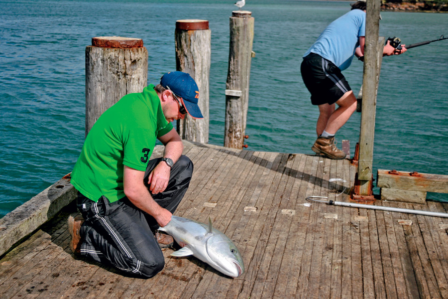 Land-based fishing for kingfish - The Fishing Website