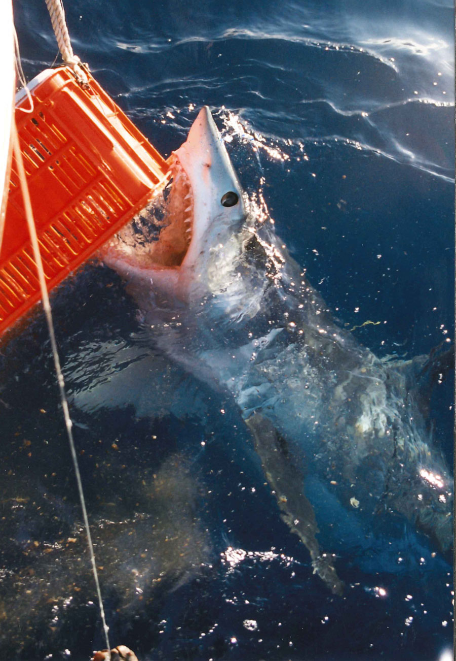 Making berley - The Fishing Website