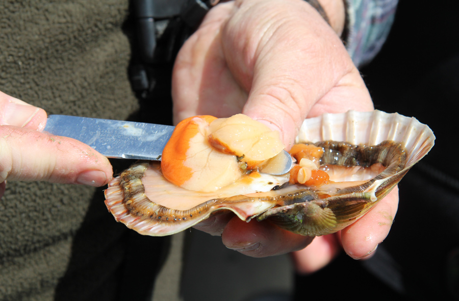 Making berley - The Fishing Website