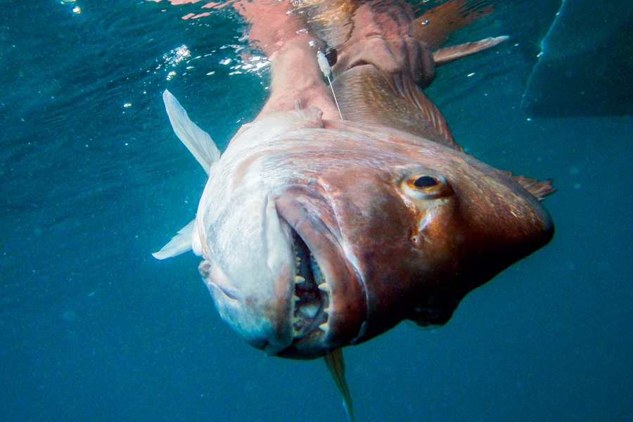 Releasing Snapper with Barotrauma - venting - The Fishing Website
