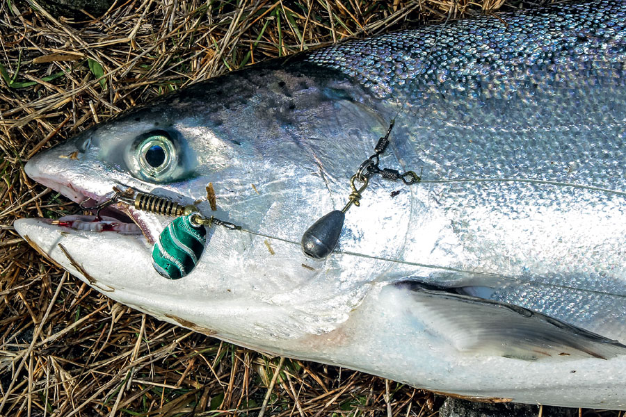 Salmon fishing tips - The Fishing Website