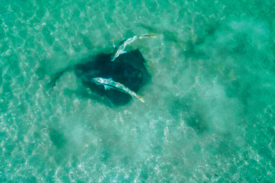 Saltwater Flyfishing For Estuary Kingfish - The Fishing Website