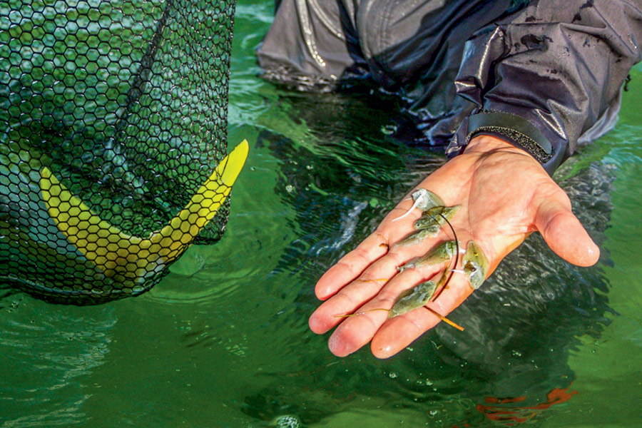 Saltwater Flyfishing For Estuary Kingfish - The Fishing Website