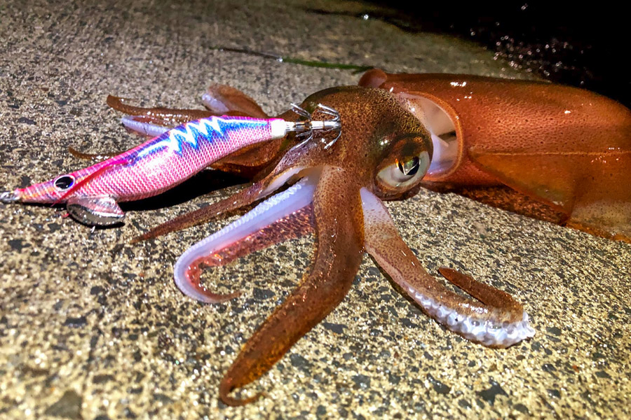 Setting up for Squidding - The Fishing Website